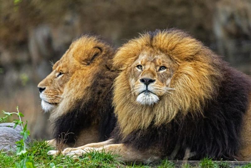 Zoo München - Tierpark Hellabrunn | tiergaerten.de